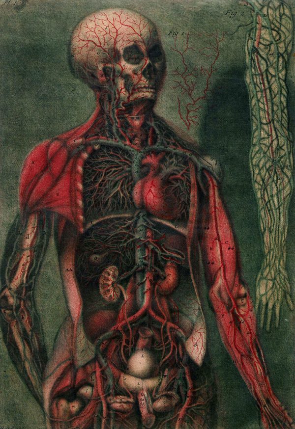 The Art of Anatomy: History of Anatomical Illustration