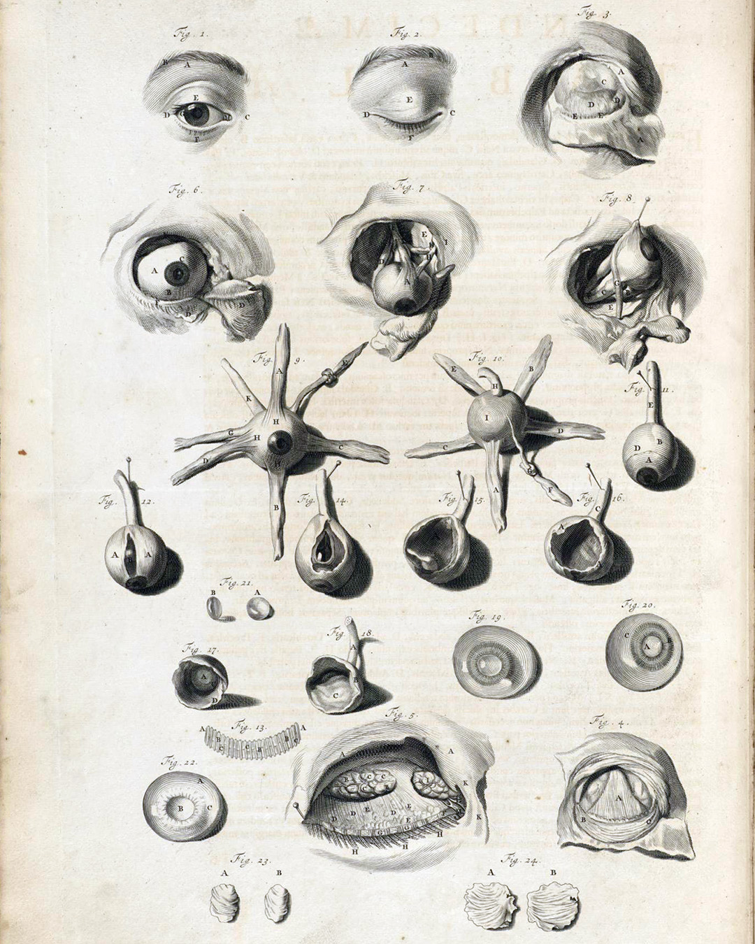 The Art of Anatomy: History of Anatomical Illustration