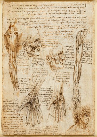 The Art of Anatomy: History of Anatomical Illustration
