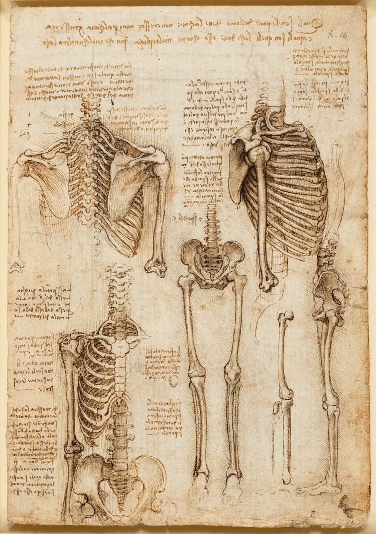 The Art of Anatomy: History of Anatomical Illustration