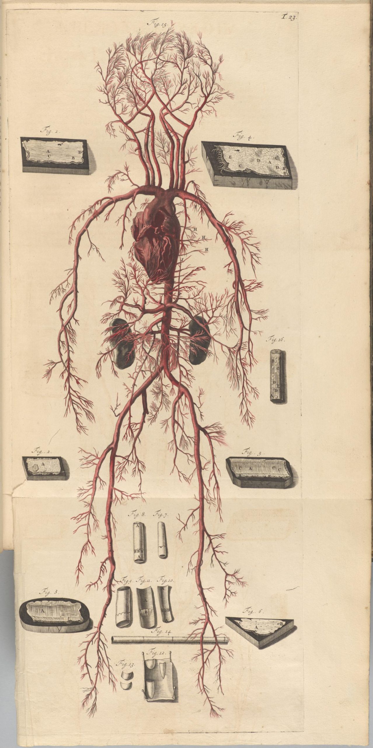 The Art of Anatomy: History of Anatomical Illustration