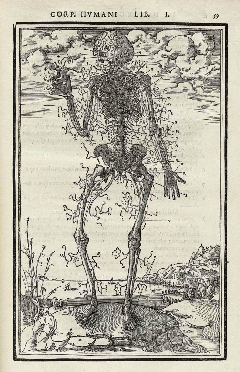 The Art of Anatomy: History of Anatomical Illustration