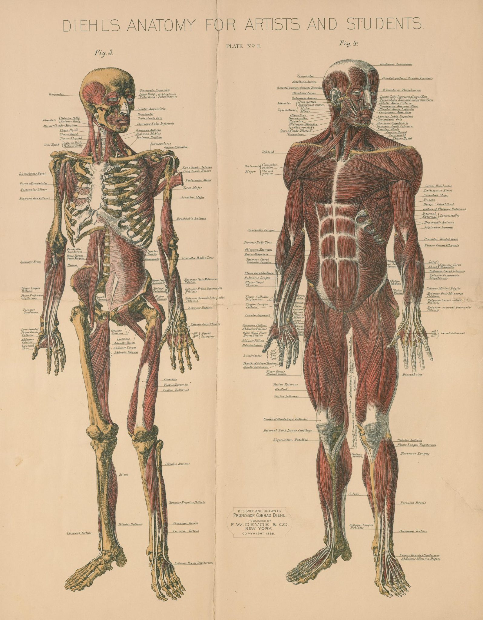 The Art of Anatomy: History of Anatomical Illustration