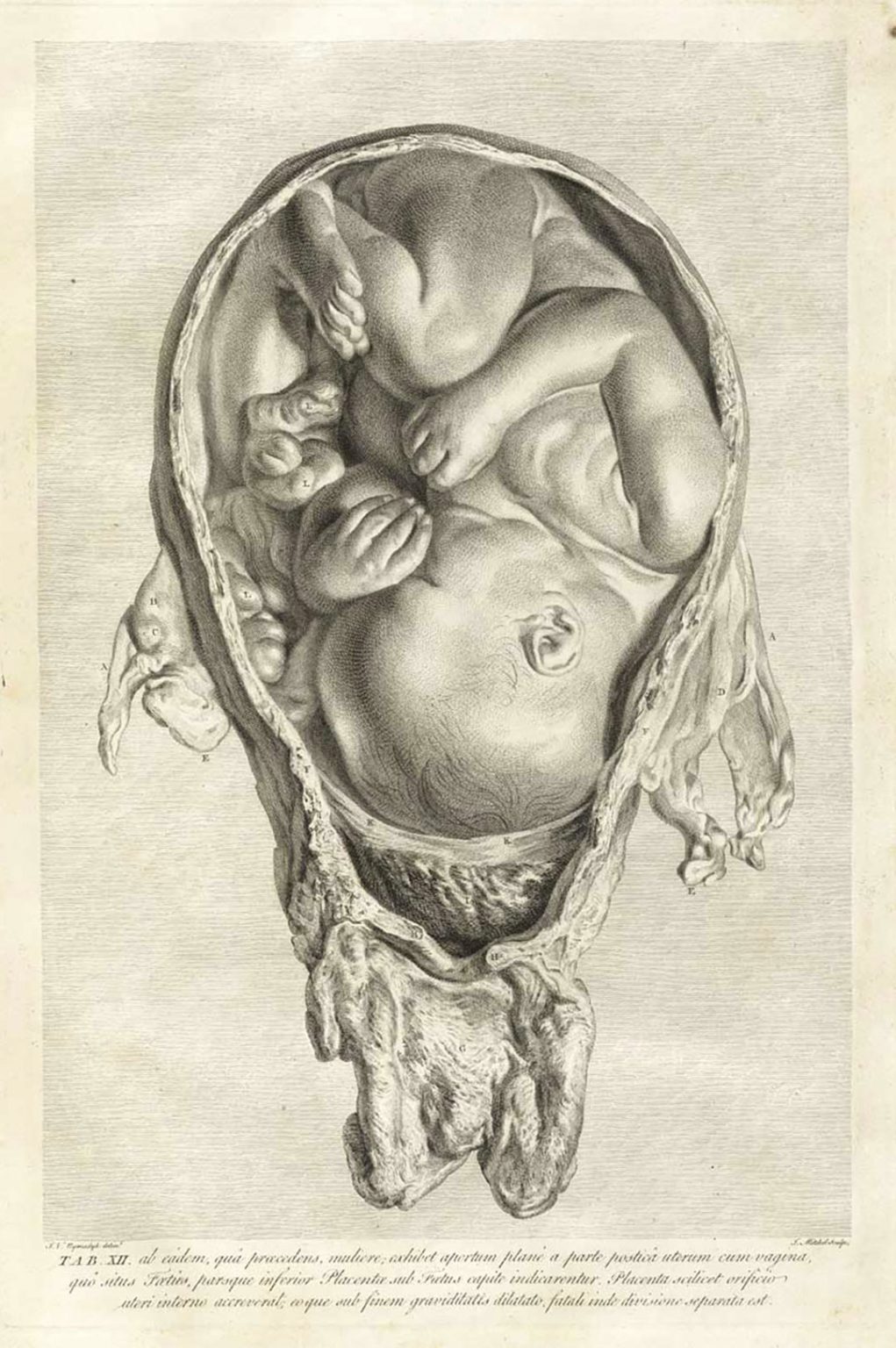 The Art of Anatomy: History of Anatomical Illustration