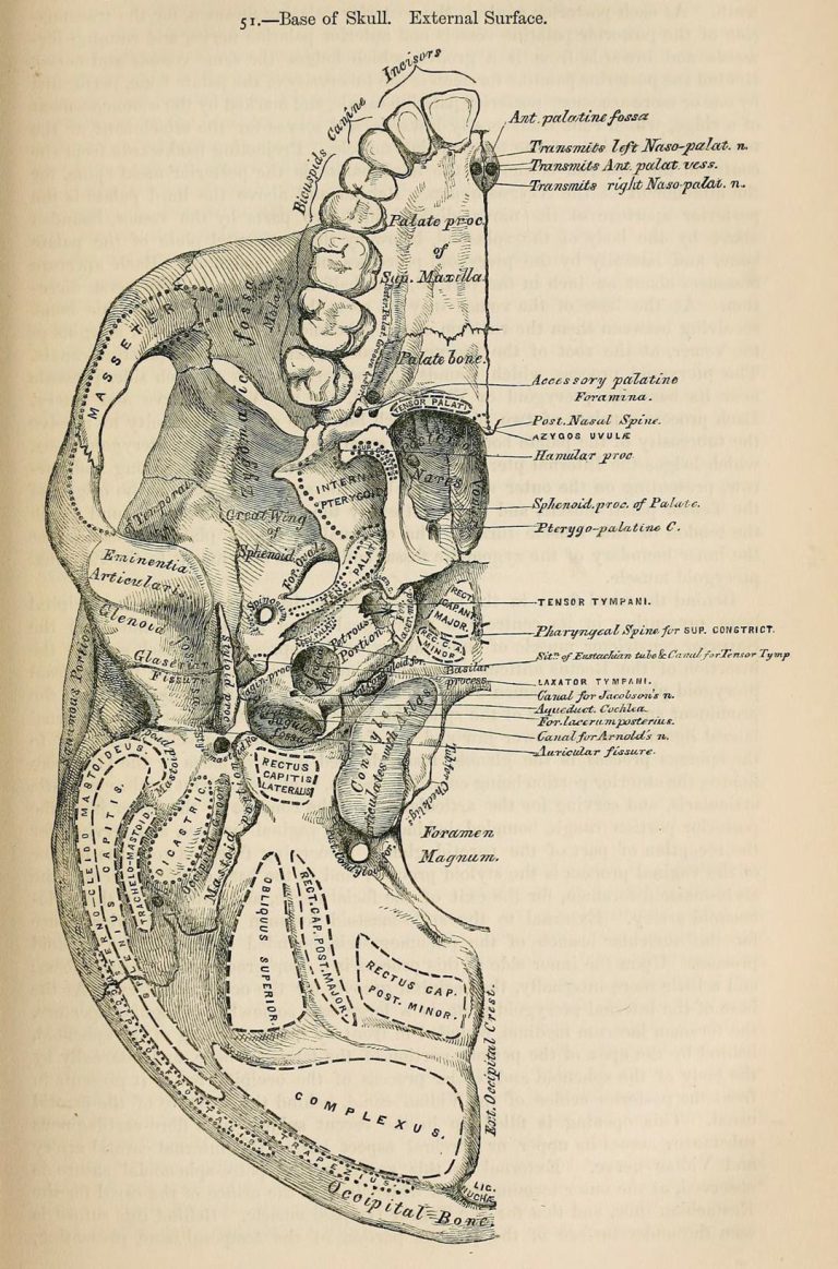 The Art of Anatomy: History of Anatomical Illustration