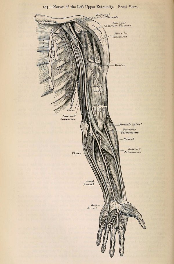 The Art of Anatomy: History of Anatomical Illustration