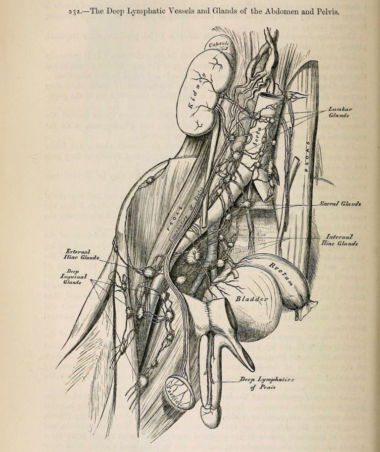 The Art of Anatomy: History of Anatomical Illustration
