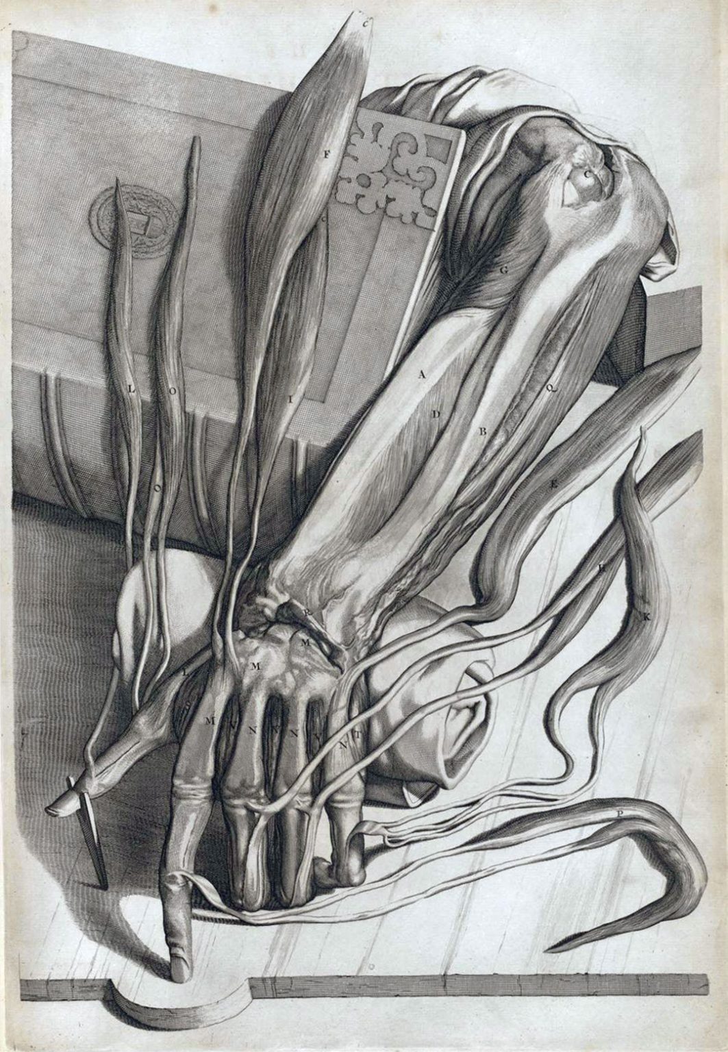 The Art of Anatomy: History of Anatomical Illustration