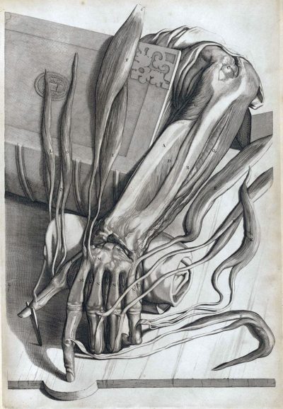The Art of Anatomy: History of Anatomical Illustration