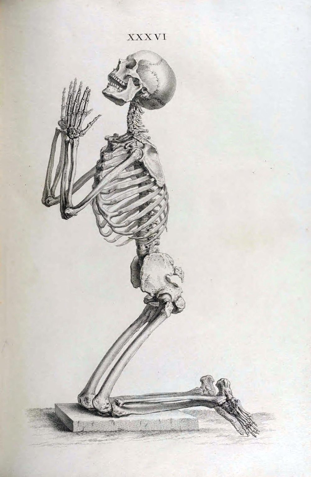 The Art of Anatomy: History of Anatomical Illustration