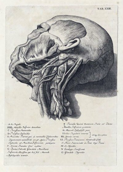 The Art of Anatomy: History of Anatomical Illustration