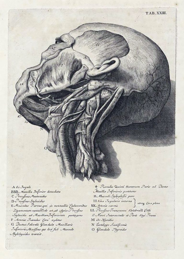 The Art of Anatomy: History of Anatomical Illustration