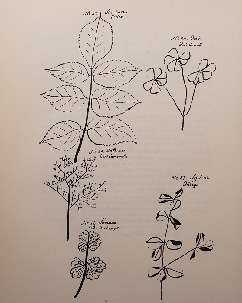 Jane Colden and the Flora of New York